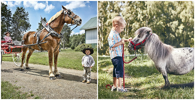 Conoce a Bombel, El caballo vivo más pequeño del mundo (masculino ...