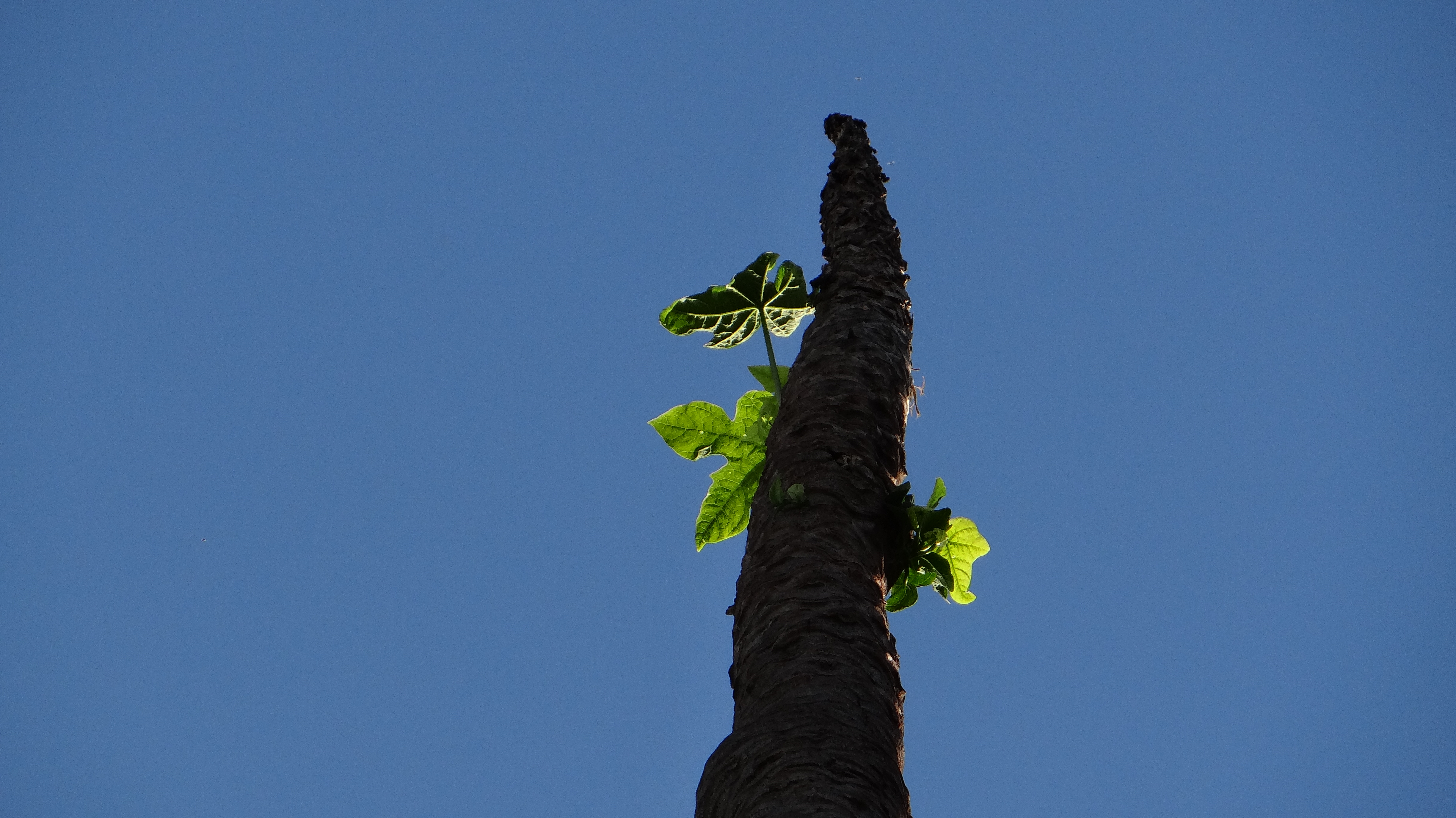 El árbol de papaya más alto del mundo | Guinness World Records