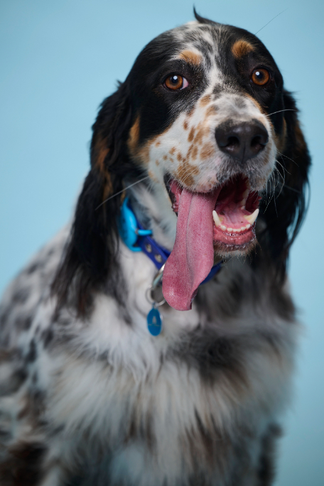 Este hermoso perro tiene la lengua más larga que un palito de paleta ...