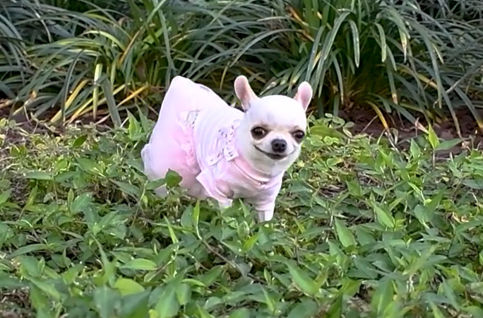 Un día en la vida del perro más pequeño del mundo | Guinness World Records