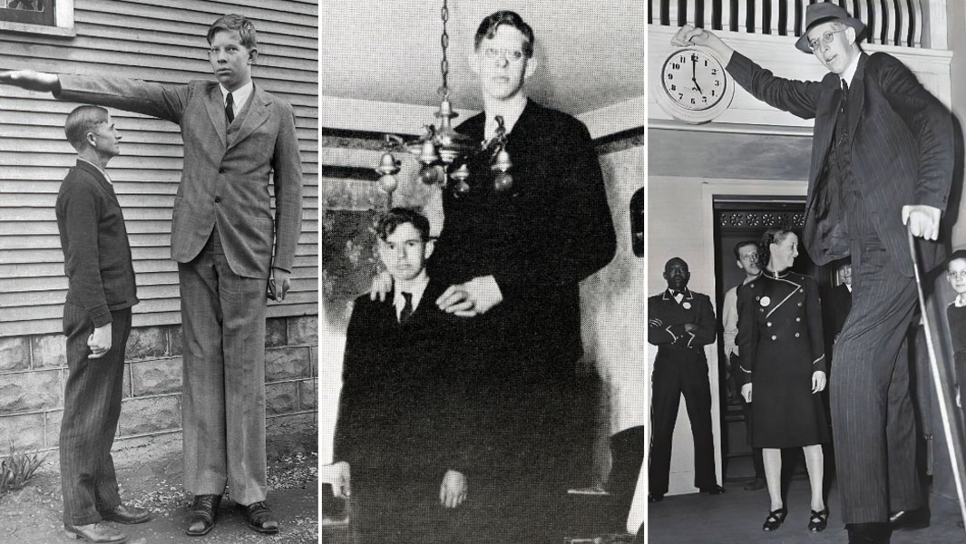 Grafico De Altura De Robert Pershing Wadlow Robert Wadlow, El Hombre