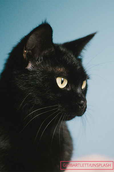 Cómo Blackie se hizo millonario y se convirtió en el gato más rico del ...