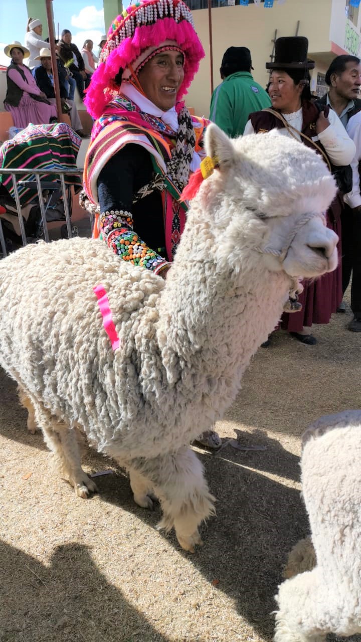 Tenemos un nuevo recordista para el desfile de alpacas más grande del ...