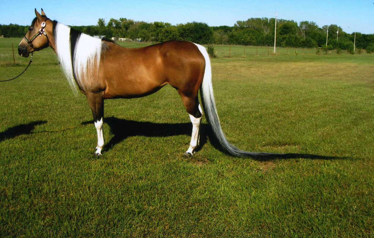 Longest tail on a horse | Guinness World Records