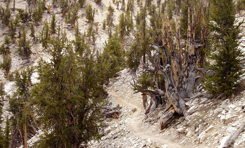 Oldest living tree species | Guinness World Records